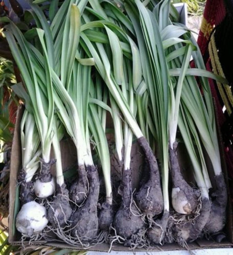 4 Heirloom Surprise Lily Bulbs Naked Ladies Resurrection Lily Vintage ...