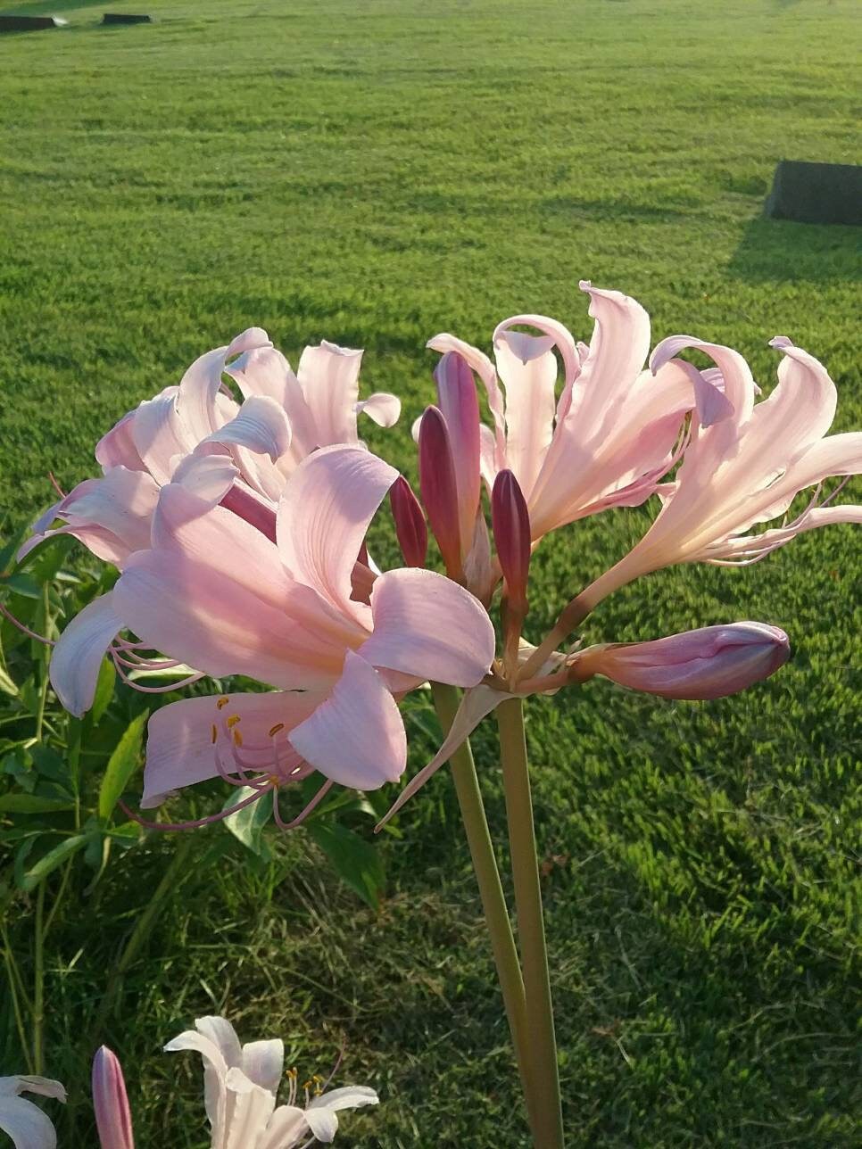 12 Vintage Heirloom Surprise Lily Naked Ladies Resurrection Lily Bulbs ...