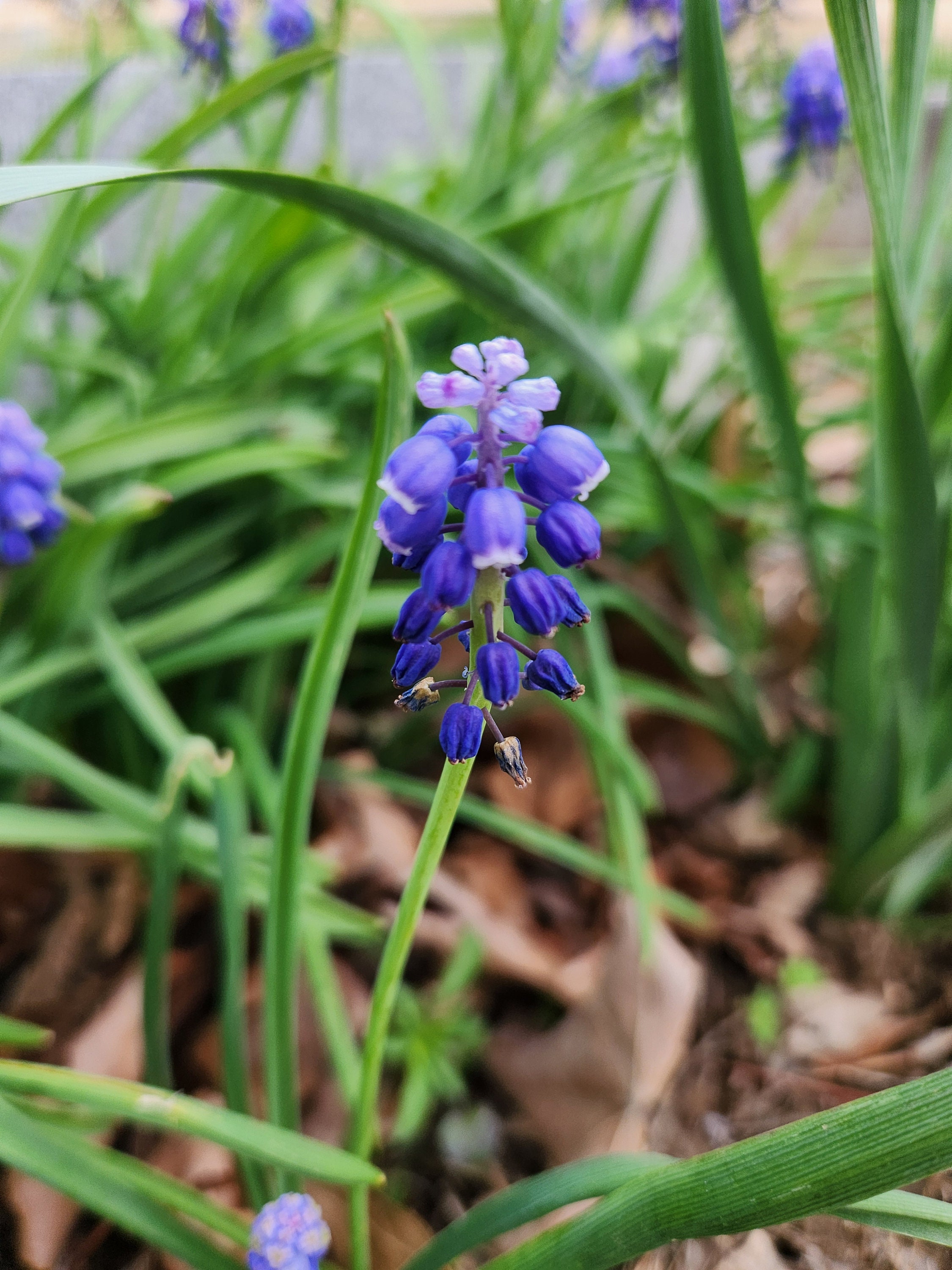 Grape Hyacinth/muscari One Dozen(12) Bulbs/bulblets Spring Blooming - Etsy