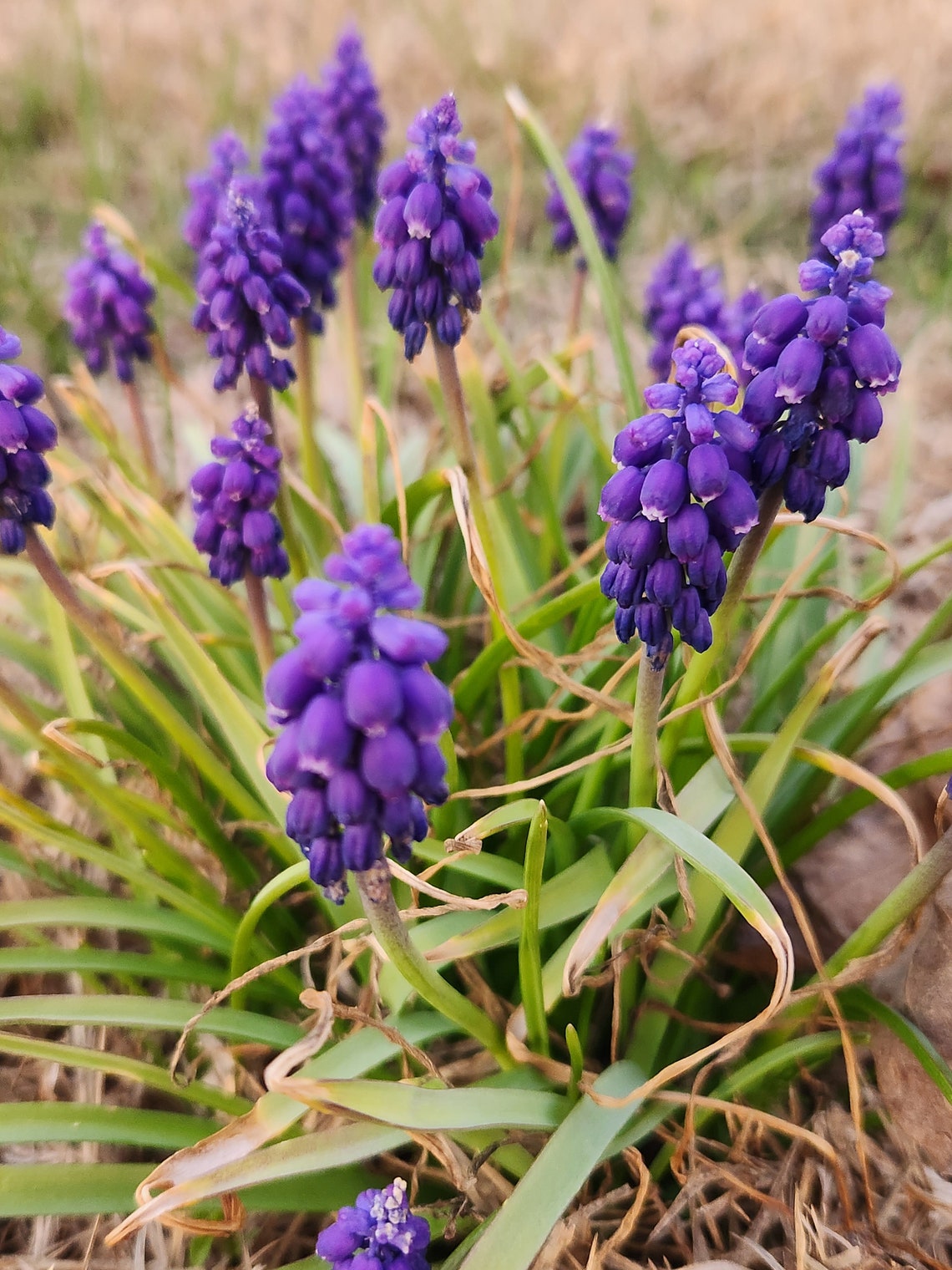 Grape Hyacinth/muscari One Dozen(12) Bulbs/bulblets Spring Blooming - Etsy