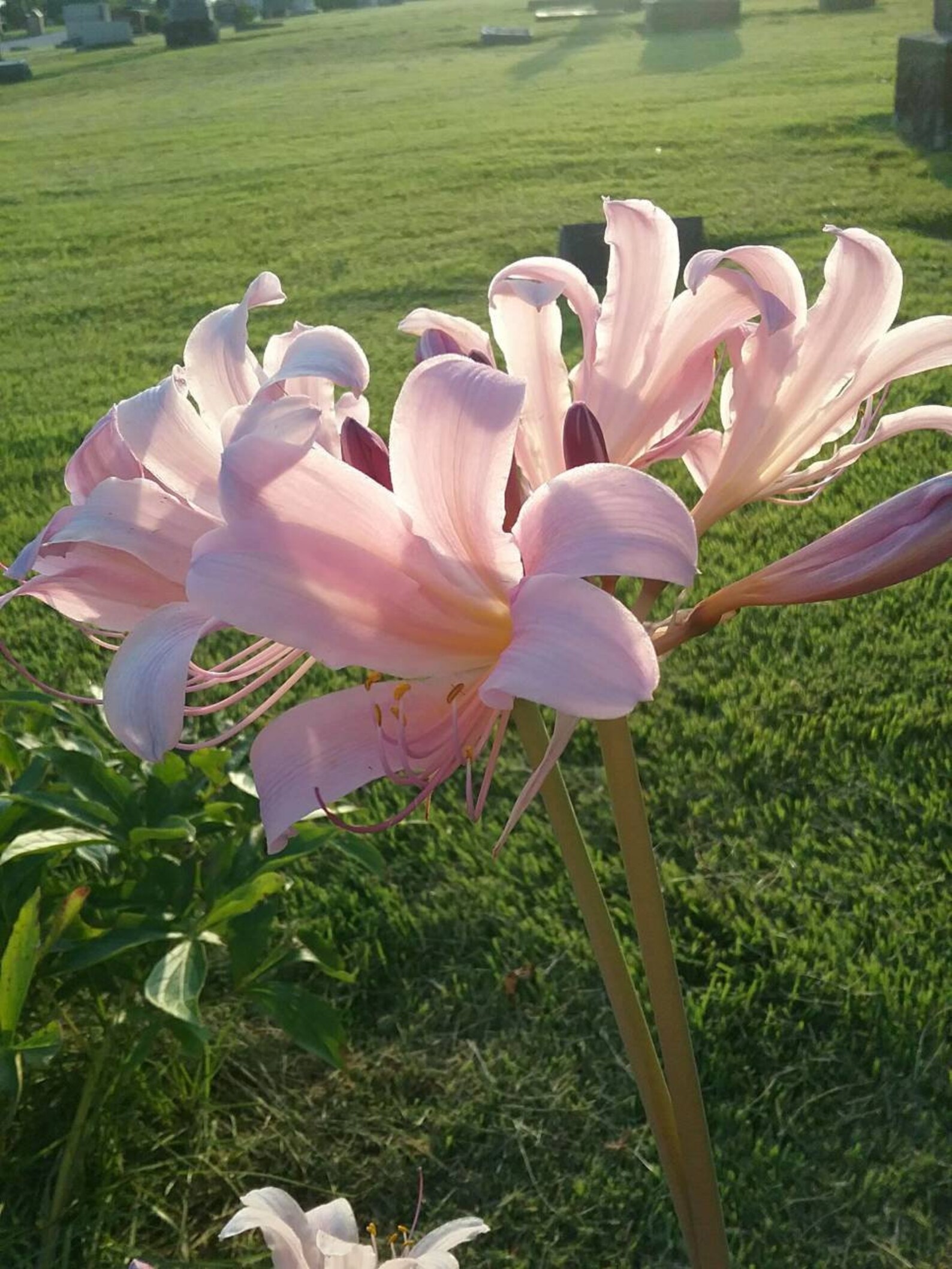 6 Surprise Lily Bulbs 1/2 Dozen Vintage Heirloom Bulb From Granny's ...