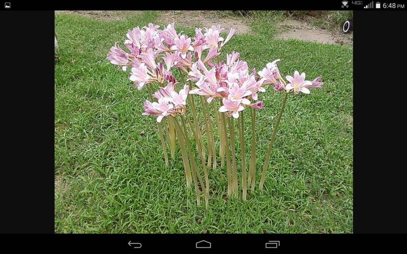 Six (6) Half Dozen Heirloom Lily Bulbs Naked Ladies Surprise Lily ...