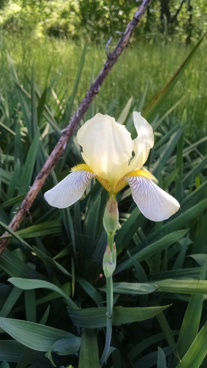6 Six/half Dozen Heirloom Vintage Iris Tubers/bulbs Yellows/purples And ...