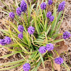 Grape Hyacinth/muscari One Dozen(12) Bulbs/bulblets Spring Blooming - Etsy