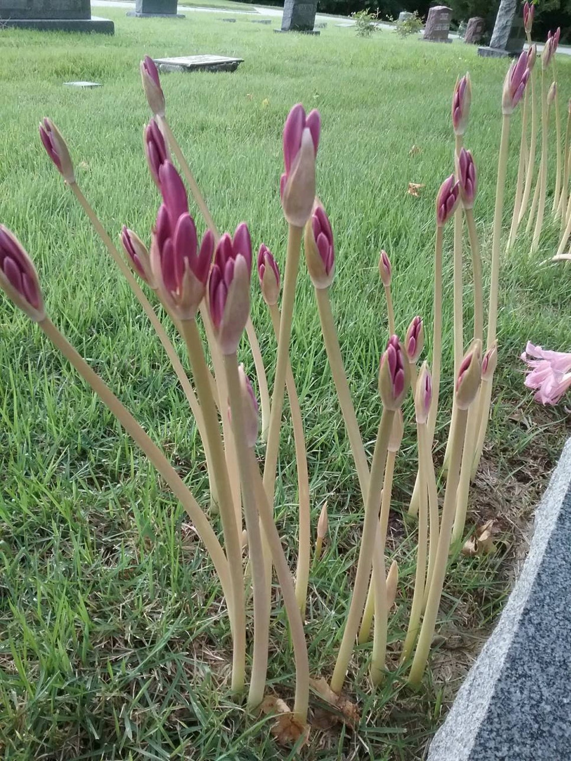 6 Surprise Lily Bulbs 1/2 Dozen Vintage Heirloom Bulb From Granny's ...