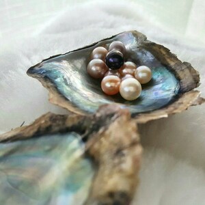 Open an Oyster With Pearl Natural Color Akoya Saltwater Oyster, Pick a ...