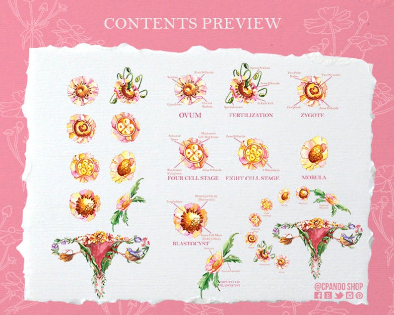 Conscious Conception Ovulation to Implantation Hand Painted Watercolor ...