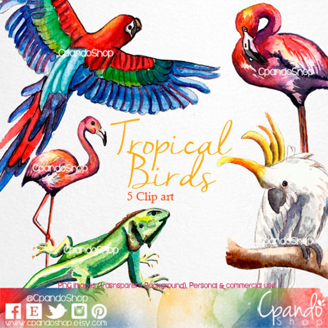 Tropical Animals 5 Clip Art (5 Images Png Transparent Background 300 ...