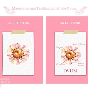 Conscious Conception Ovulation to Implantation Hand Painted Watercolor ...