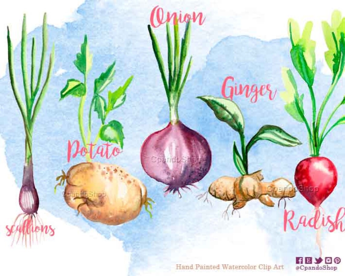 Tuber Watercolor Clip Art, Garden Watercolor, Veggies Clipart ...