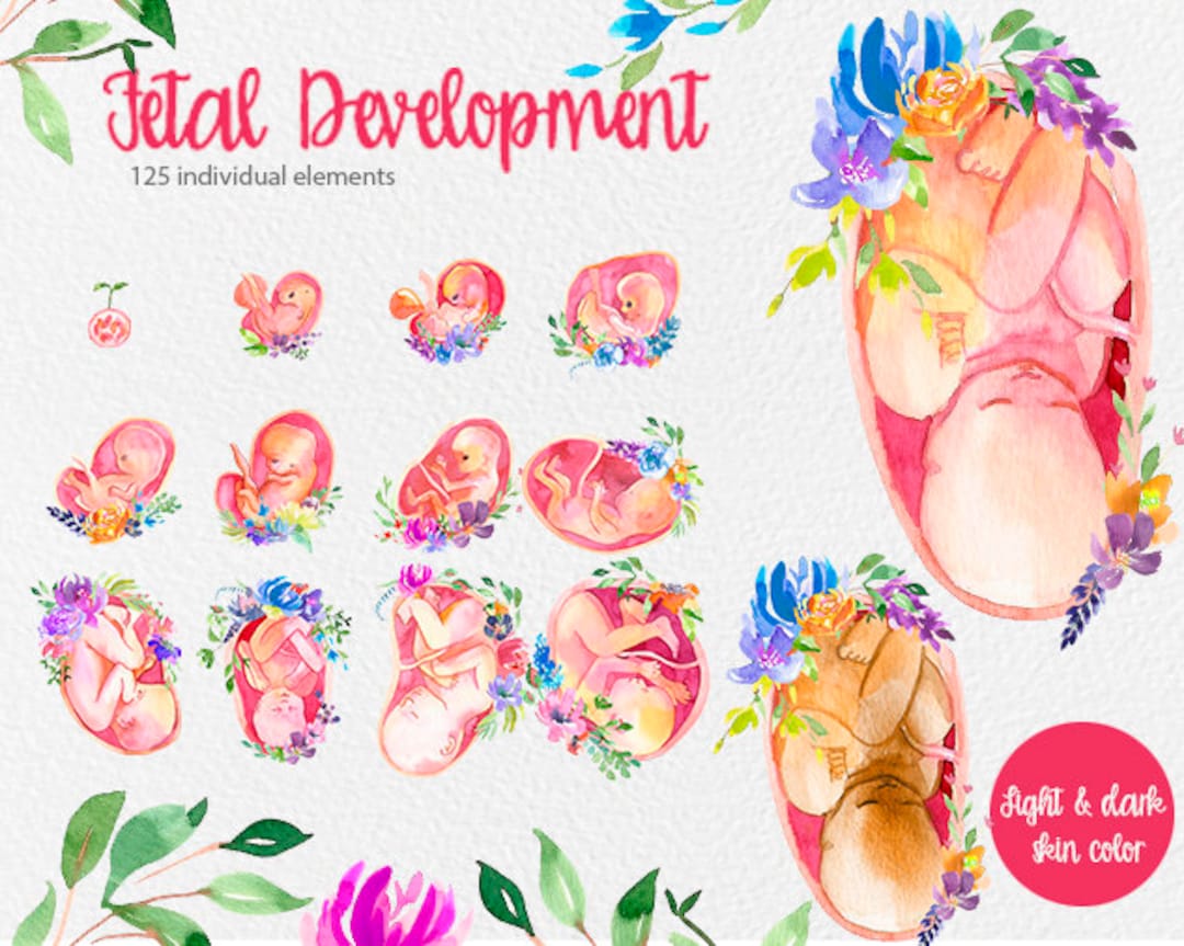 Prenatal Development, 100 Watercolor Elements Clip Art Hand Paintes ...