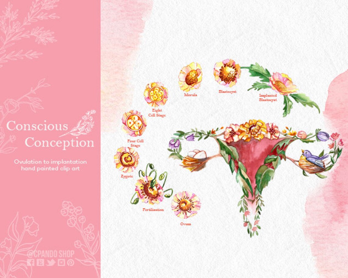 Conscious Conception Ovulation to Implantation Hand Painted - Etsy