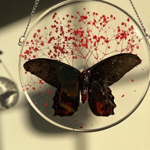 Vampire Butterfly Suncatcher. Real Atrophaneura Semperi Male With Red ...
