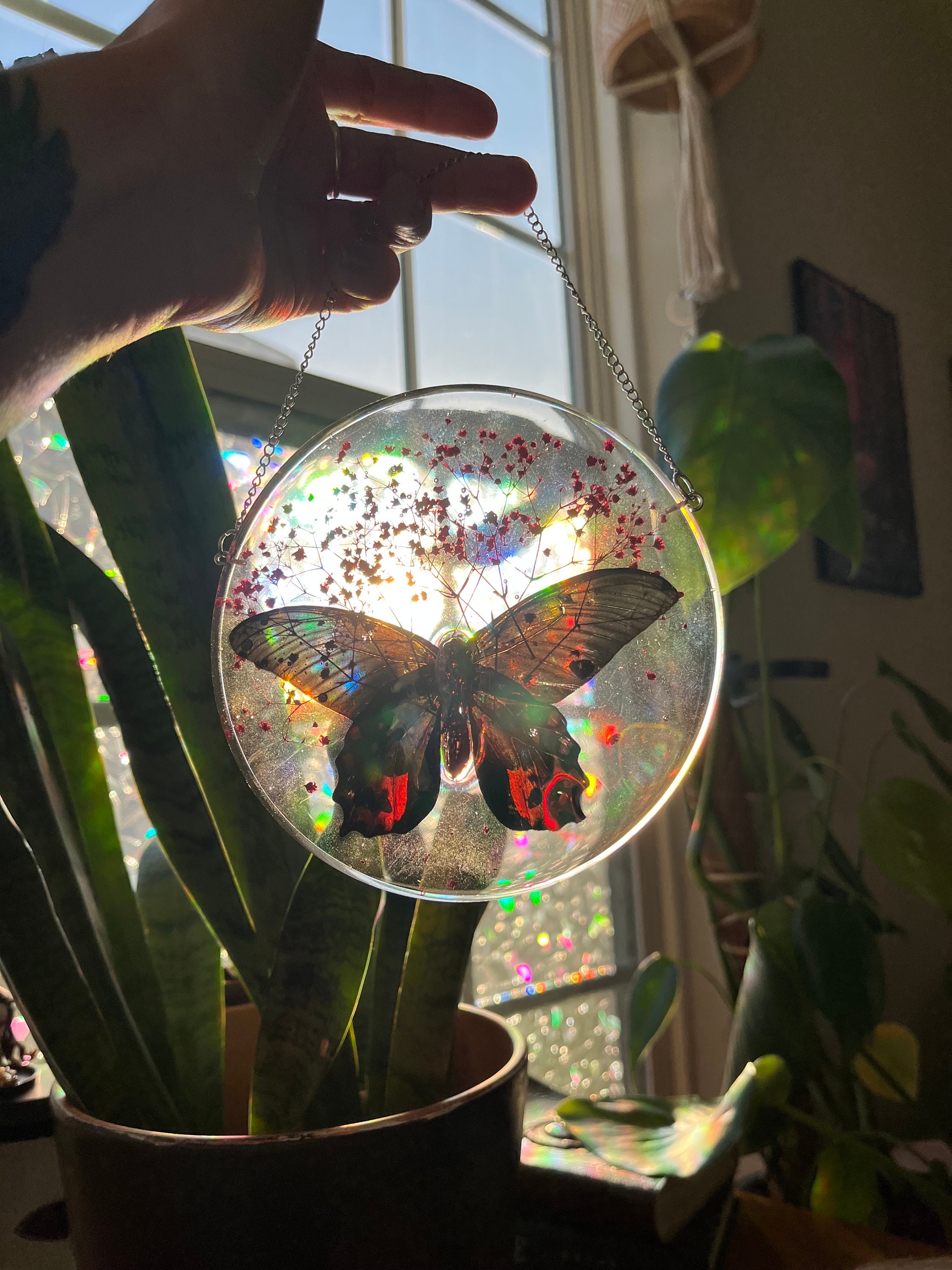 Vampire Butterfly Suncatcher. Real Atrophaneura Semperi Male With Red ...