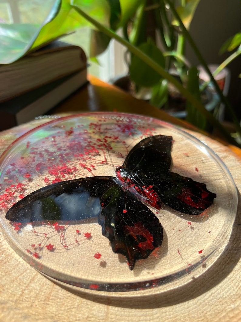 Vampire Butterfly Suncatcher. Real Atrophaneura Semperi Male With Red Flowers Preserved in 5in ...