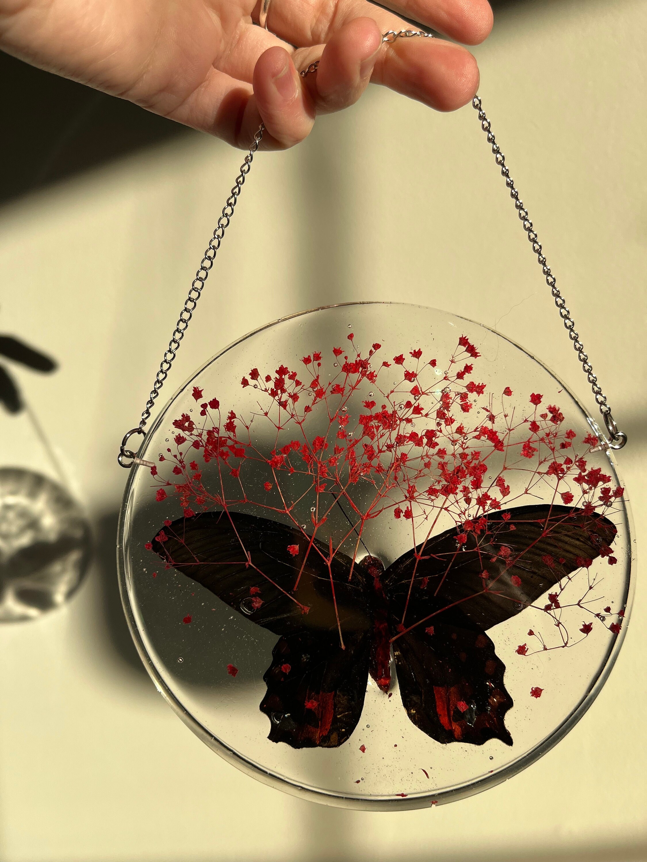 Vampire Butterfly Suncatcher. Real Atrophaneura Semperi Male With Red ...