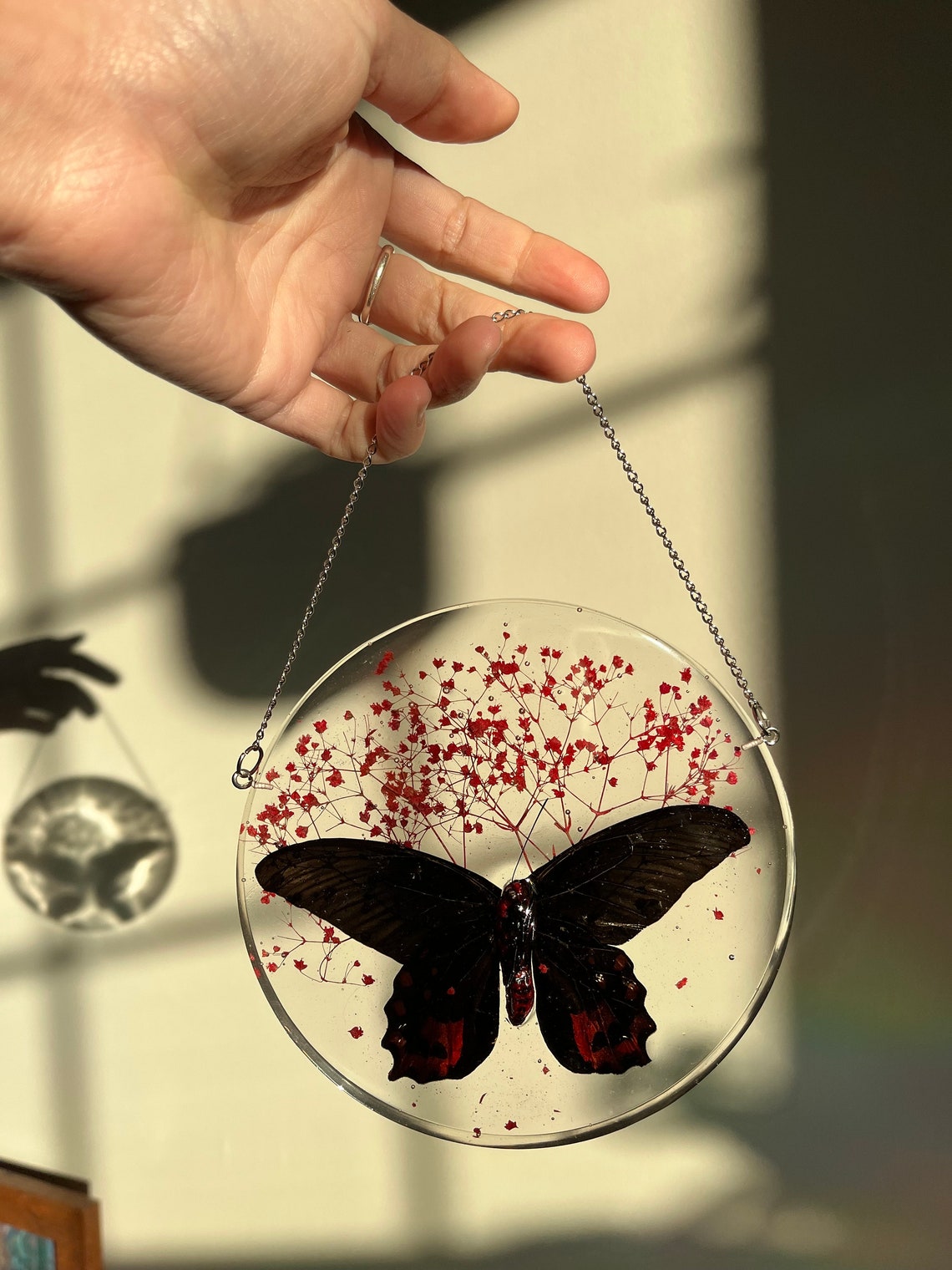 Vampire Butterfly Suncatcher. Real Atrophaneura Semperi Male With Red ...