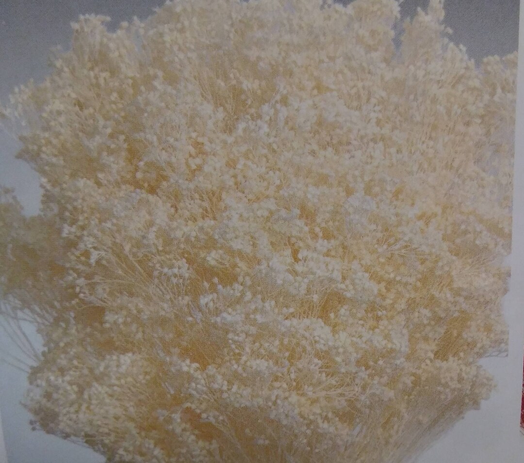 Gypsy Bloom Bunches Creamy off White- 18"-22" Long - Perfect for Rustic ...