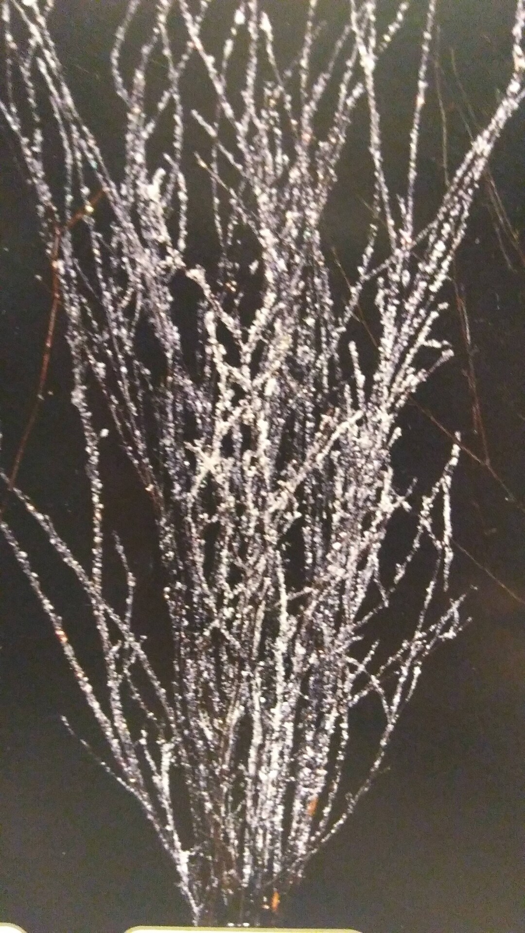 Snow Flaked Birch Tree Branches (25-50) 3'-4' Long - Bulk Birch ...