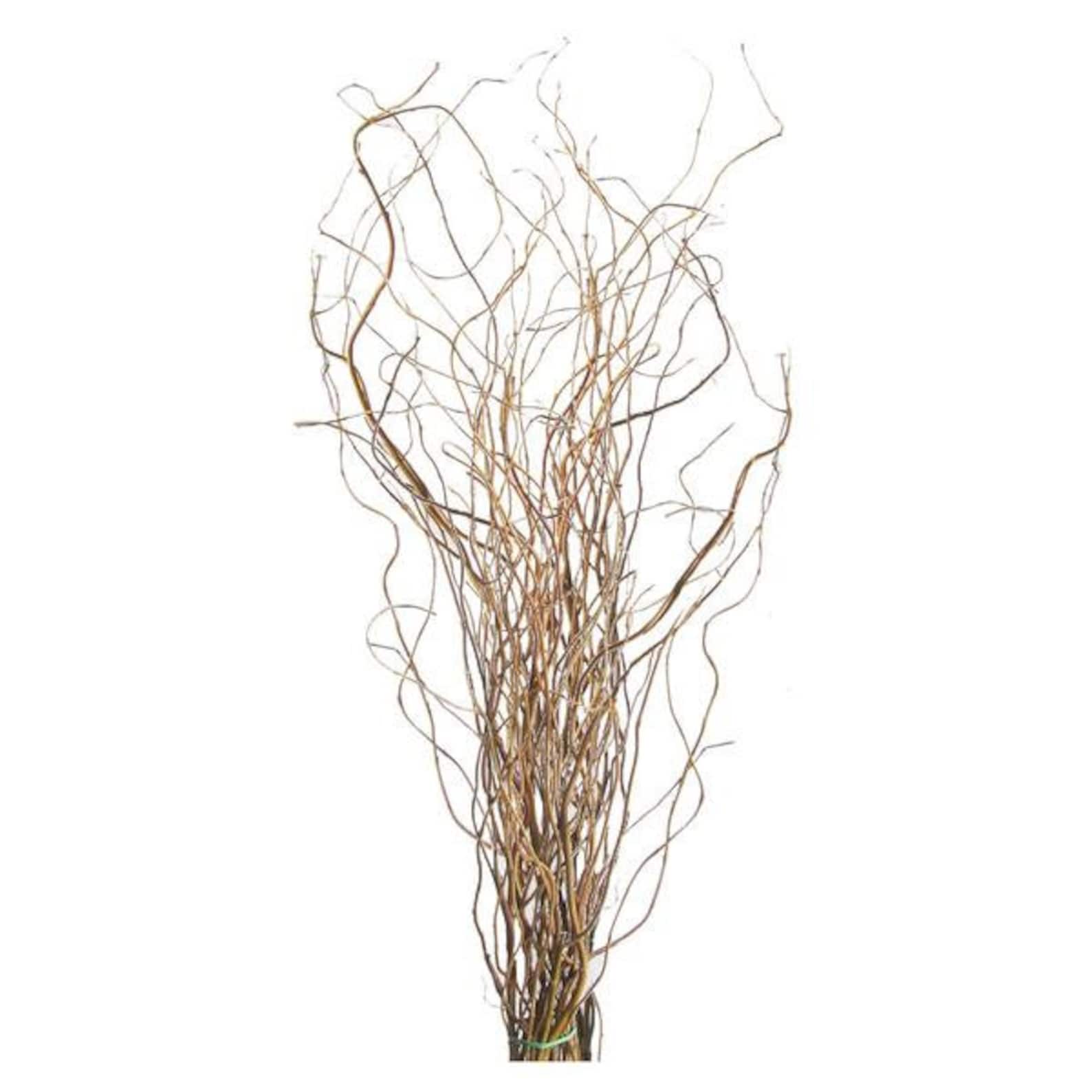 Curly Willow Stems 100 Individual Stems 2'4' Tall | Etsy