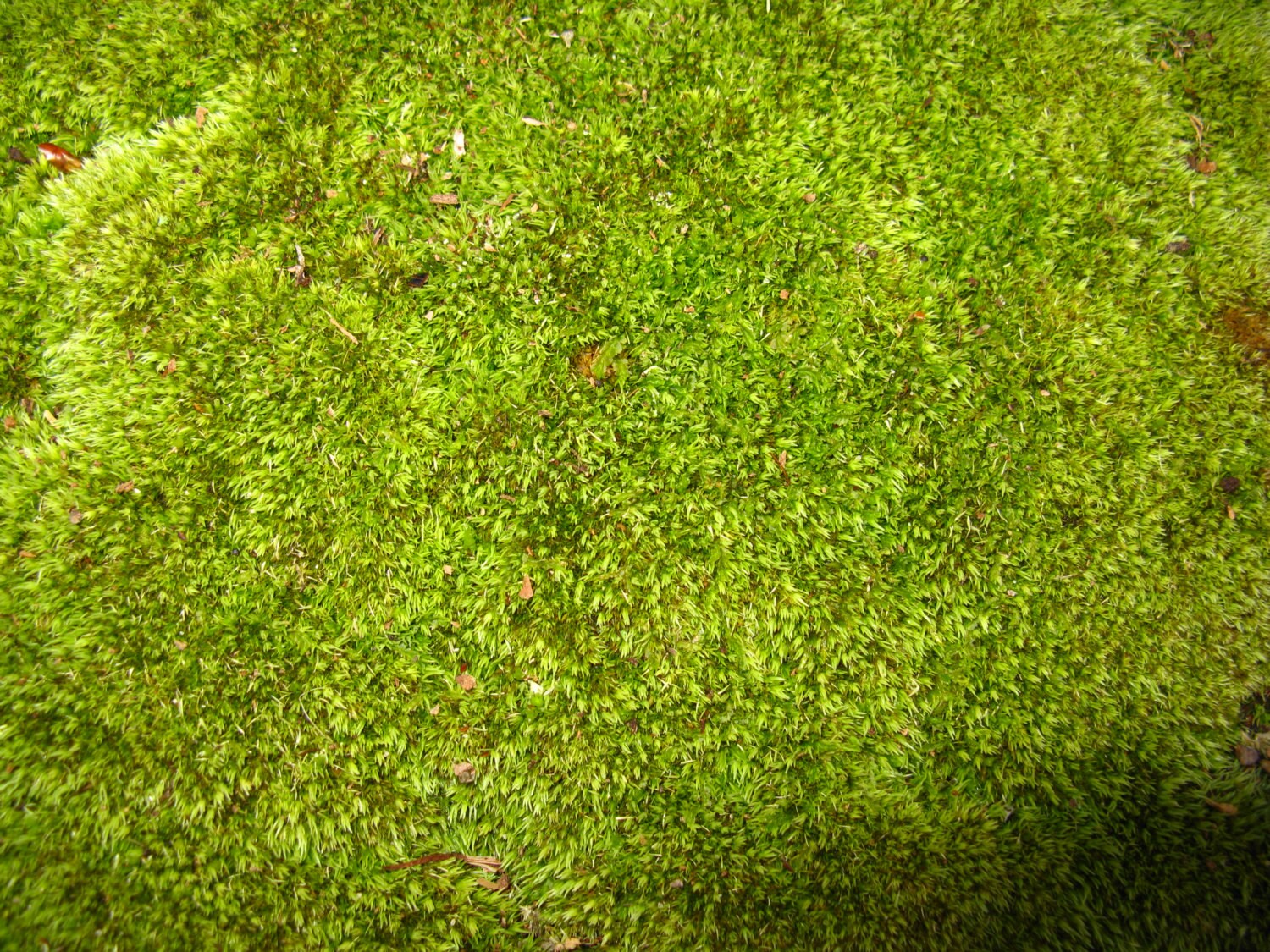 Moss Balls (12") - Perfect for Rustic Country Weddings - Etsy