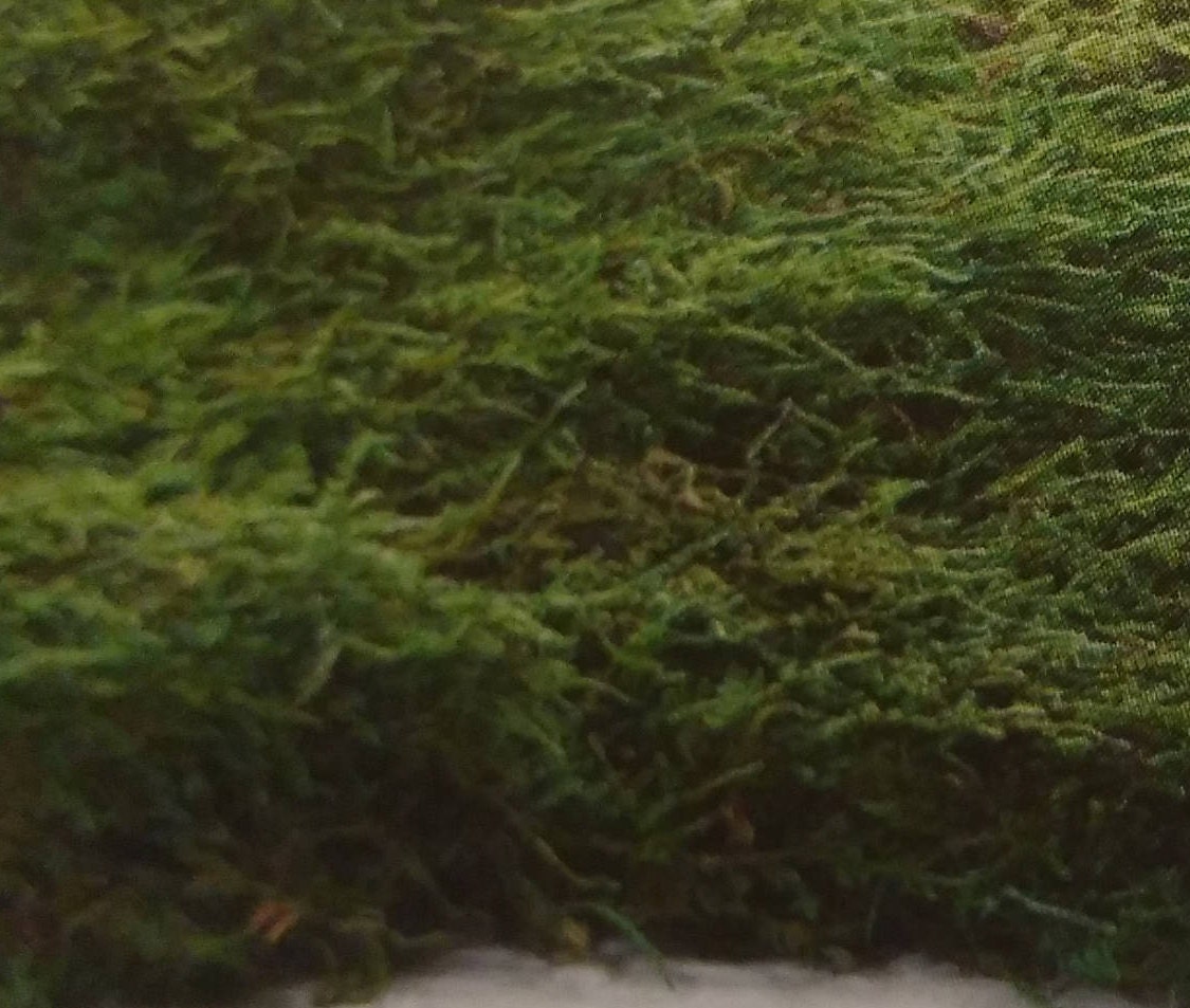 BULK Sheet Moss 1.5 cu ft BOX All Natural Perfect for | Etsy