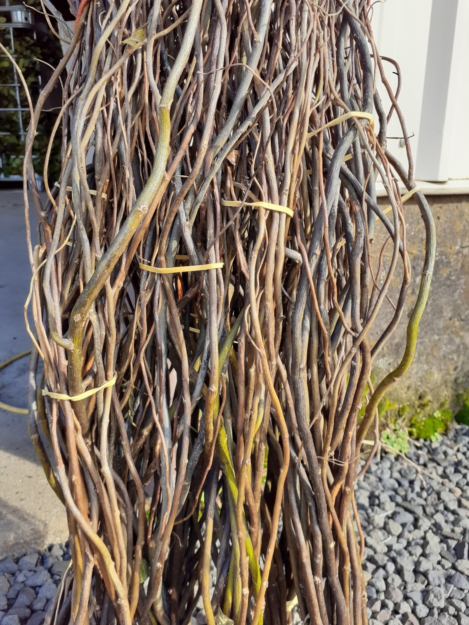 Curly Willow Stems (100 Individual Stems) 2'-4' Tall - Great for Rustic ...