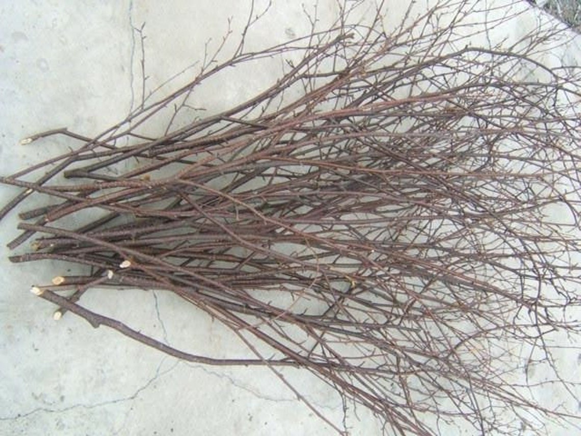 Birch Tree Branches 3'4' Tall 25 bulk Birch - Etsy