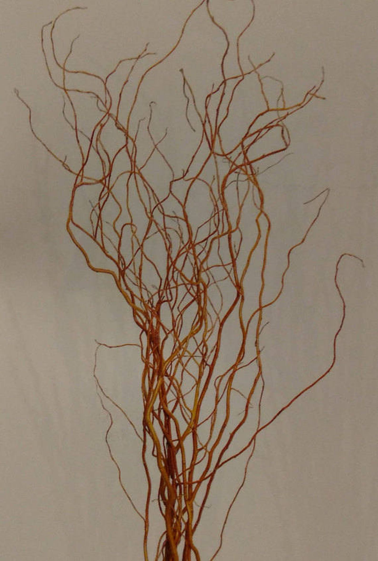Curly Willow Stems (100 Individual Stems) 2'-4' Tall - Great for Rustic ...