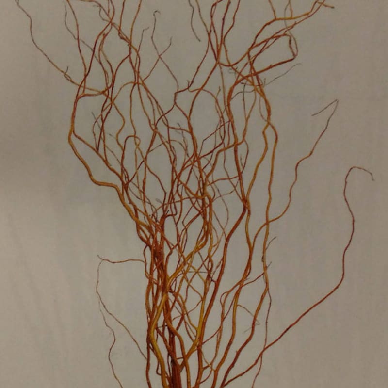 Curly Willow Branches for Decor - Etsy
