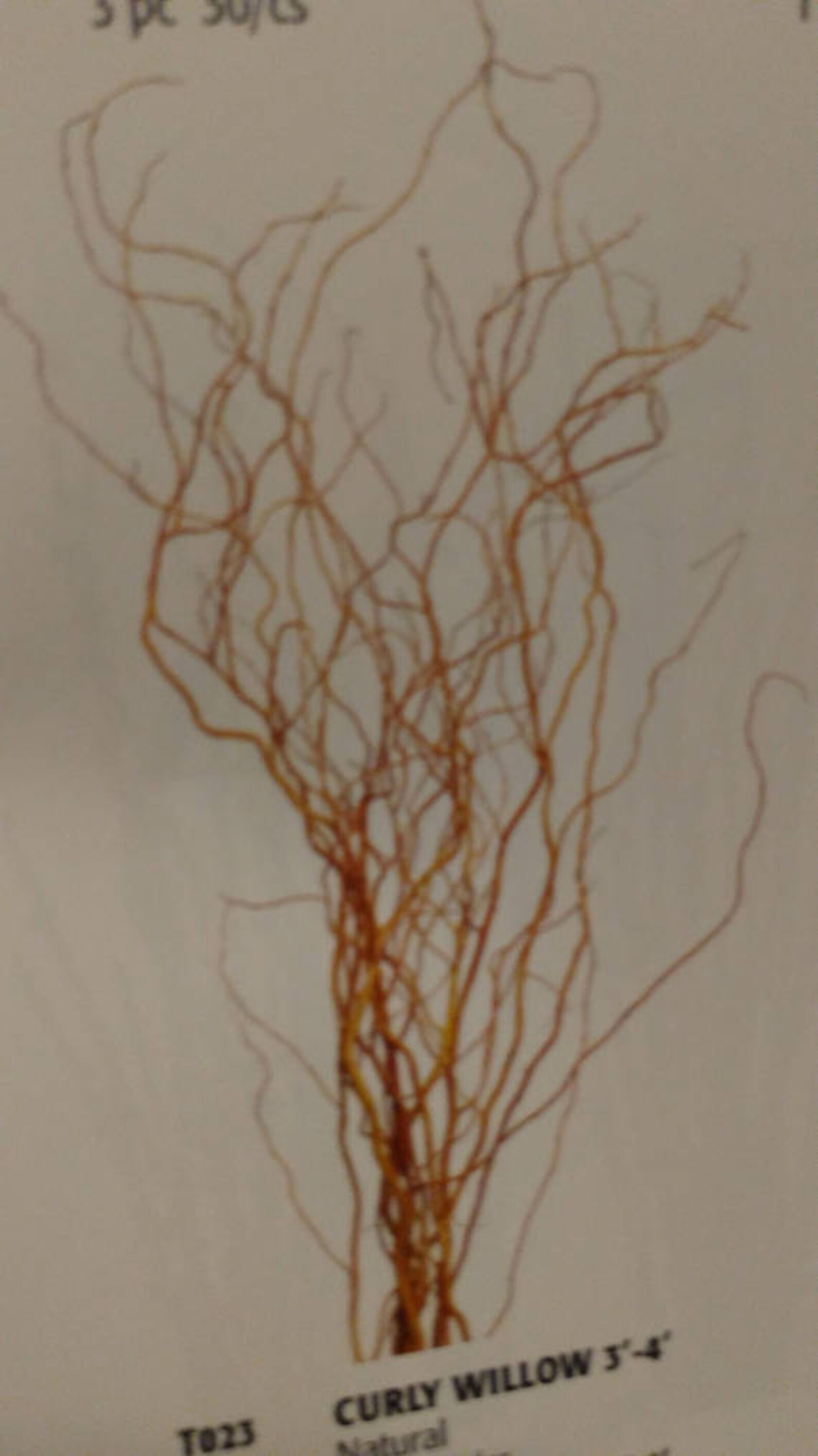 Curly Willow Stems 100 Individual Stems 2'4' Tall - Etsy