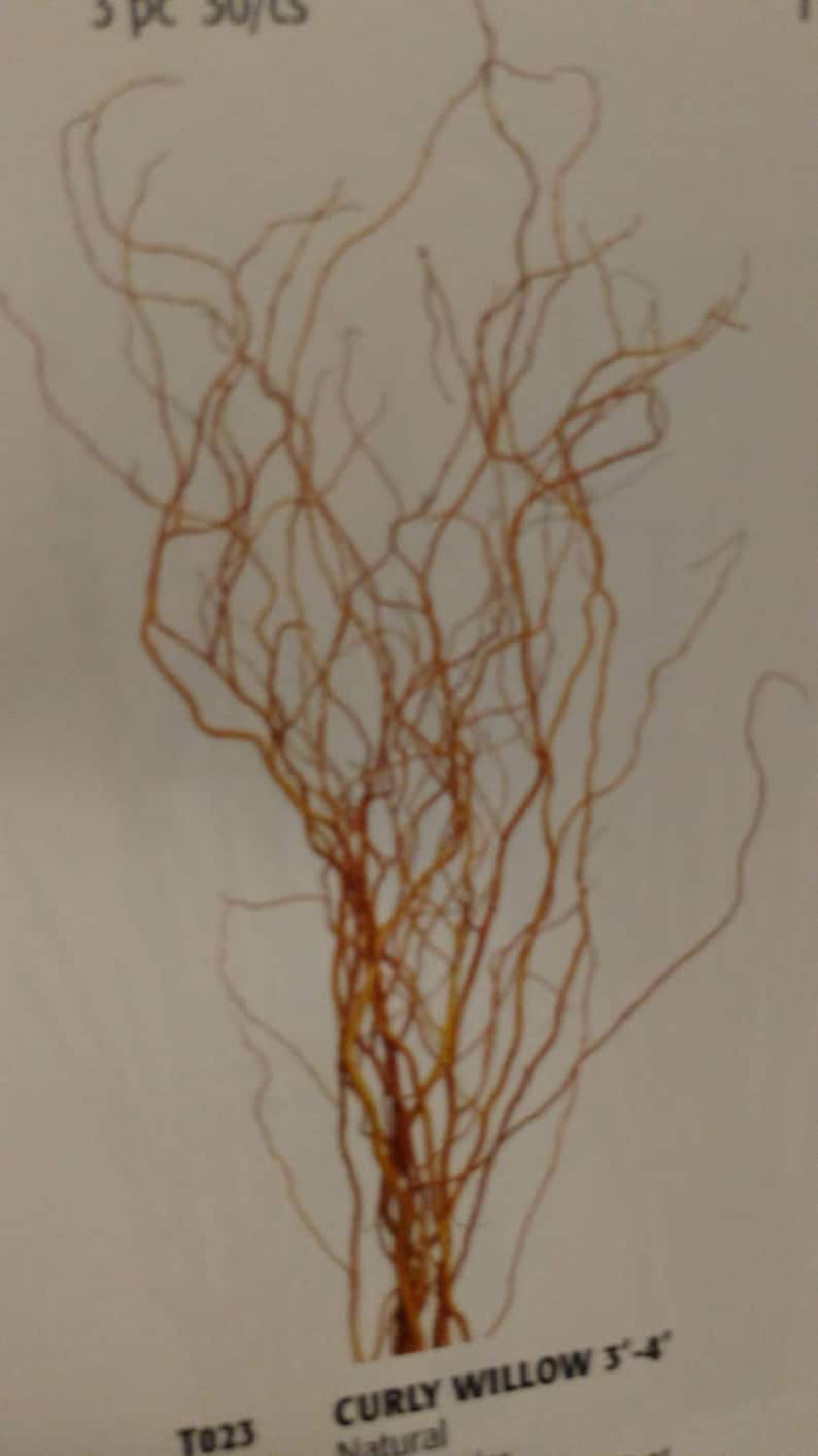Curly Willow Stems (100 Individual Stems) 2'-4' Tall - Great for Rustic ...