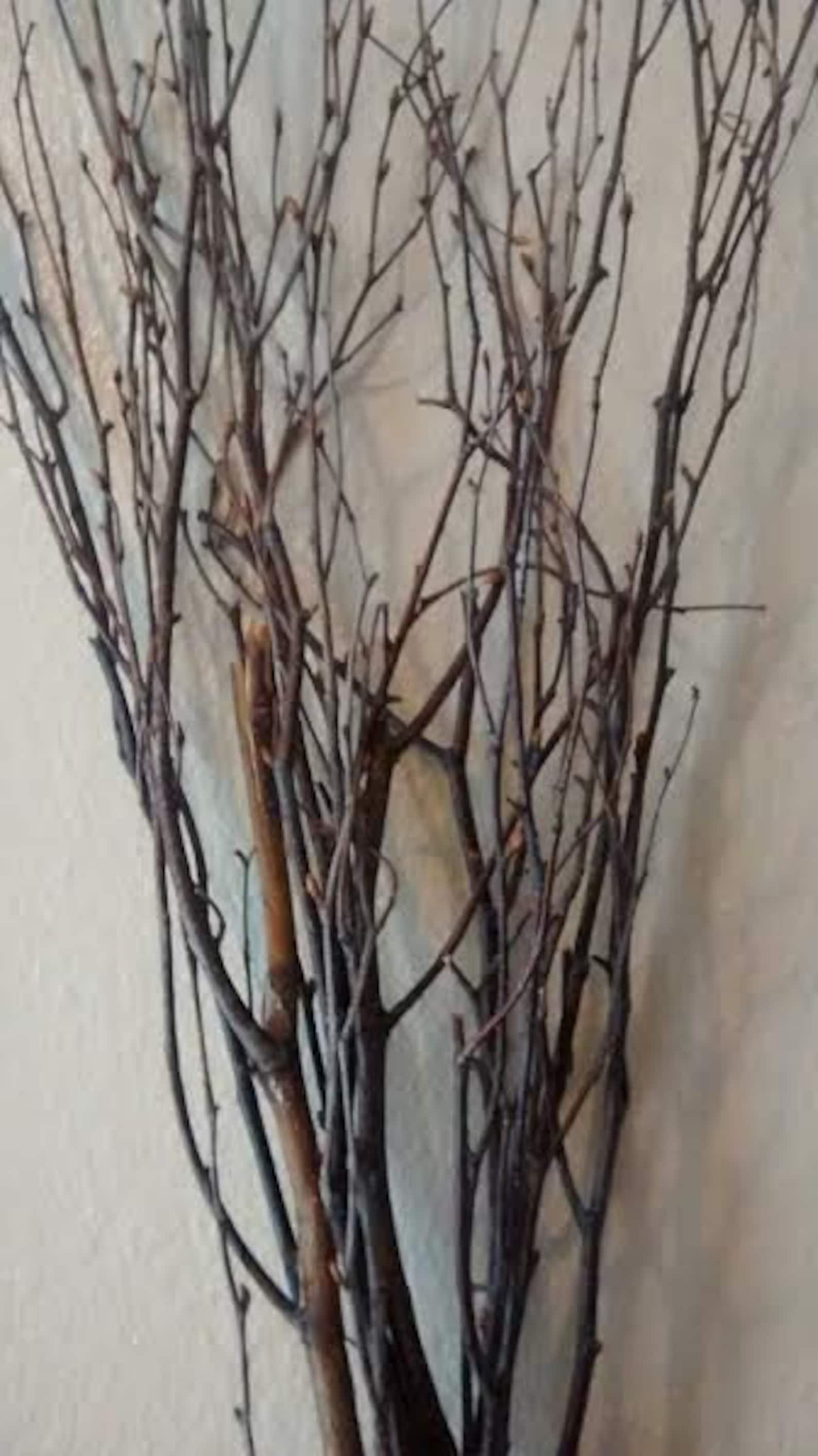 Birch Tree Branches 3'4' Tall 25 bulk Birch - Etsy
