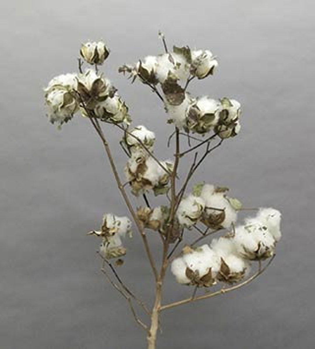 Cotton Stems/stalks (5) Individual Cotton Stems -cotton Stalks/cotton ...