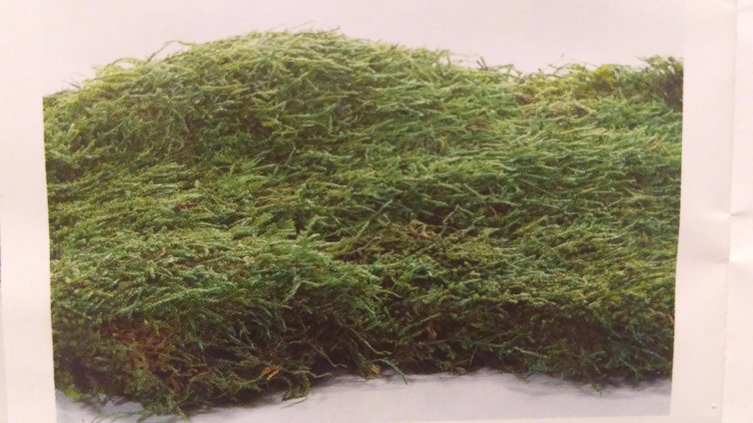BULK Sheet Moss 1.5 Cu Ft BOX (all Natural) - Perfect for Rustic ...