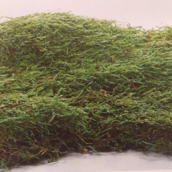 Green Sheet Moss - Etsy
