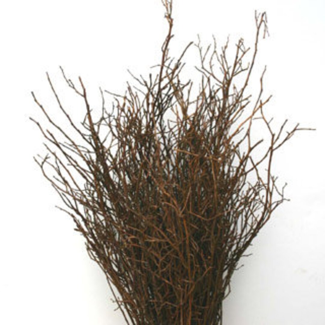 Sweet Huck Branches (8oz Bunch) 22"-26" Long - Great for Rustic Country ...