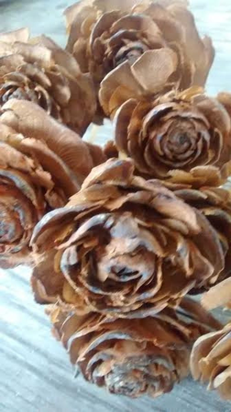 Pinecone Cedar Rose Stems 10 Stems 12 Long Perfect | Etsy