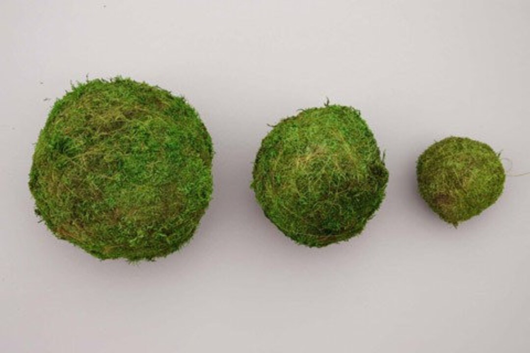 Moss Balls Preserved All Natural 4,6 & 8 Perfect for Rustic Country ...