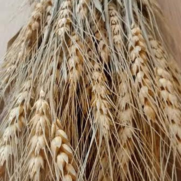 Dried Wheat - Etsy