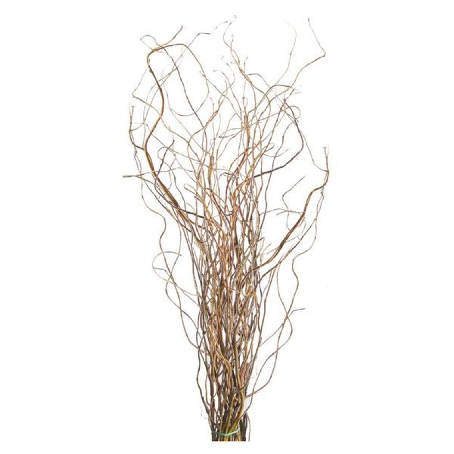 Curly Willow Branches 2'-4' Tall - (12-24) Pieces) Great for Rustic ...