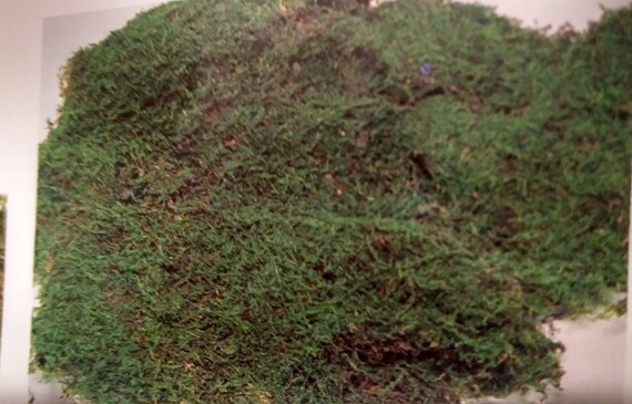 Preserved Sheet Moss Bulk 4 Pounds Perfect for Rustic - Etsy