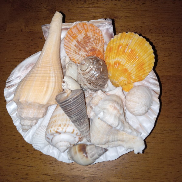 Shell Display - Etsy