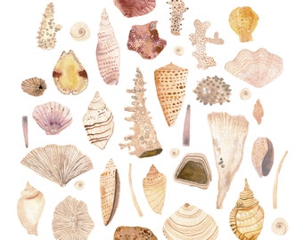 Underwater Sea Shell Collection series B1 set of 4 Art - Etsy