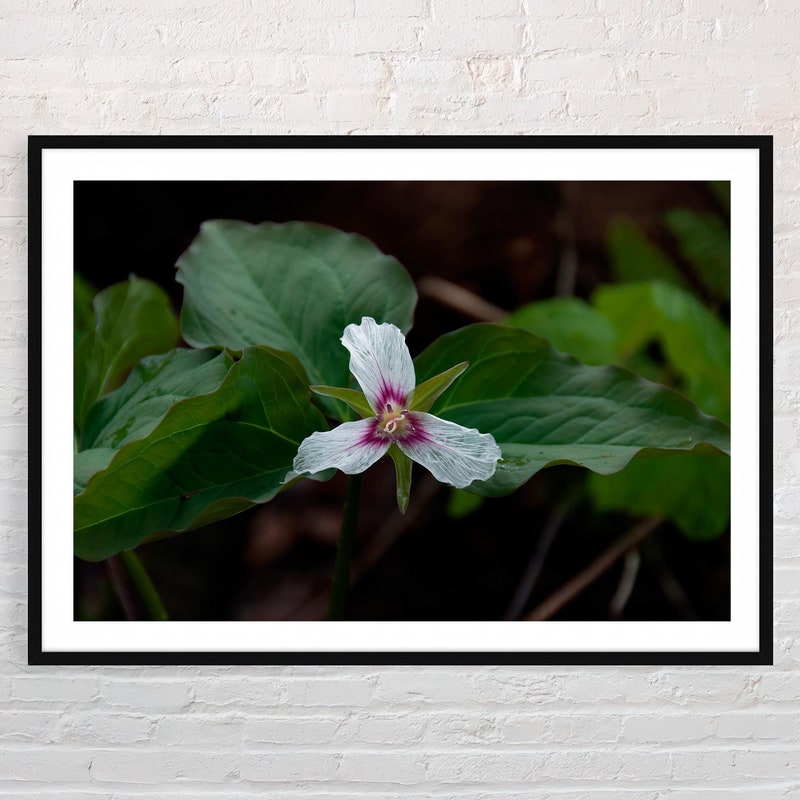 White Trillium Plants - Etsy
