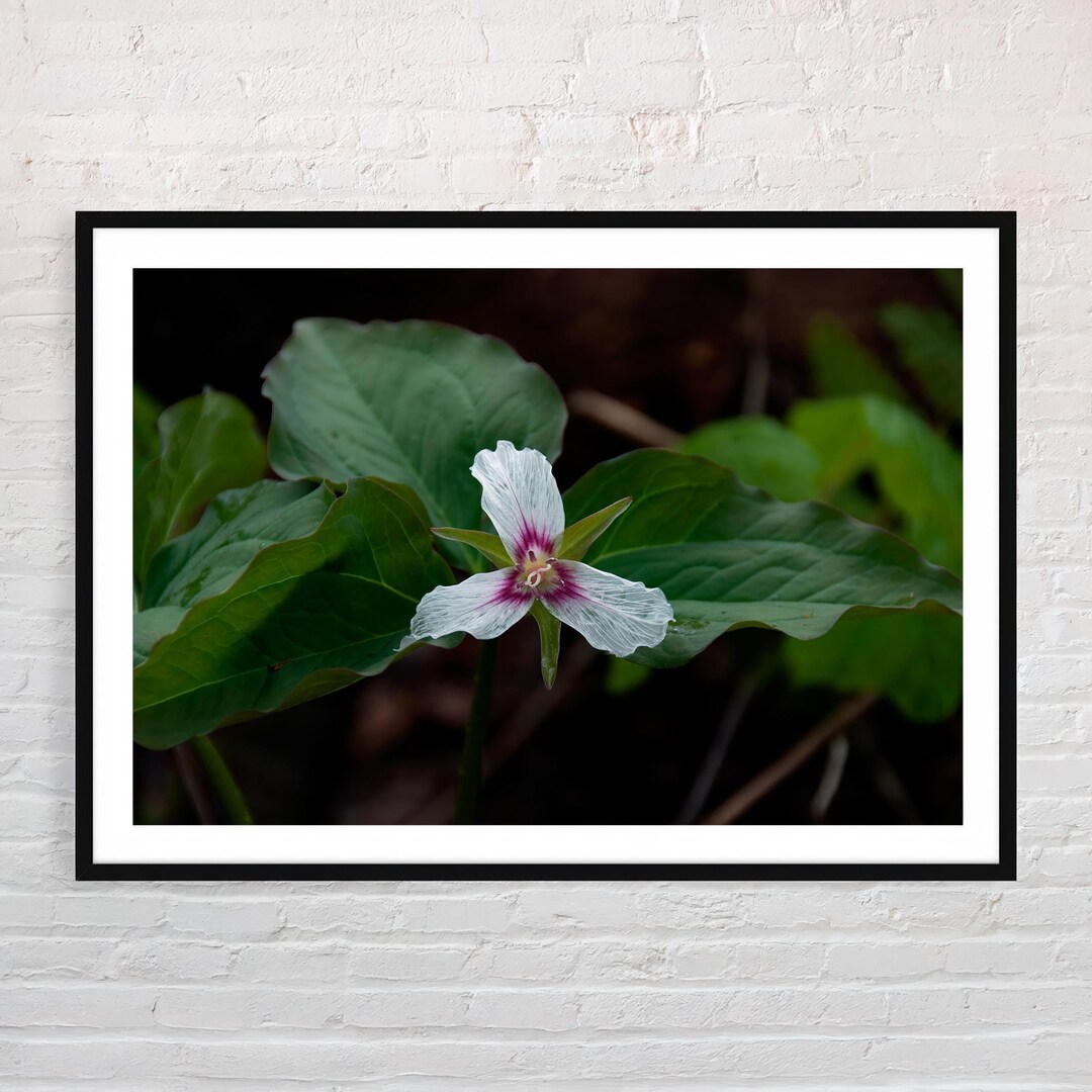 Trillium Transparent Petal Flower Digital Download, Photo, Nature ...
