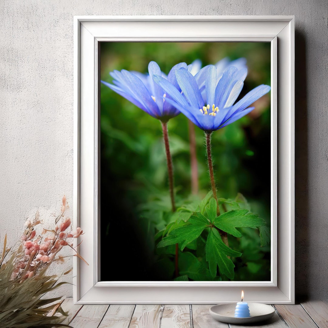 Instant Digital Download- Anemone Blanda Blue Flowers Close-up ...