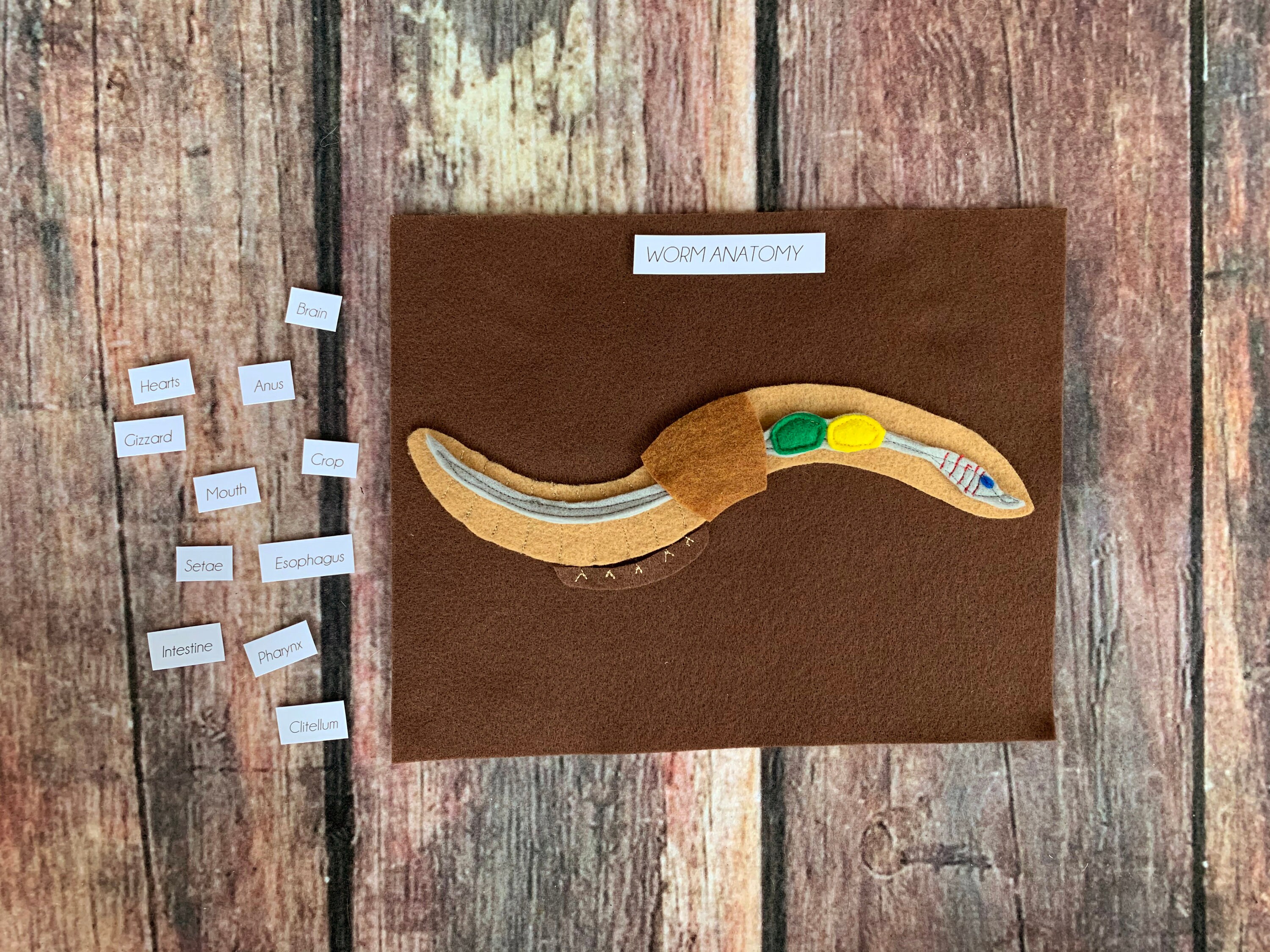 Worm Anatomy, Worm Puzzle Set, Minibeast Study, Charlotte Mason ...