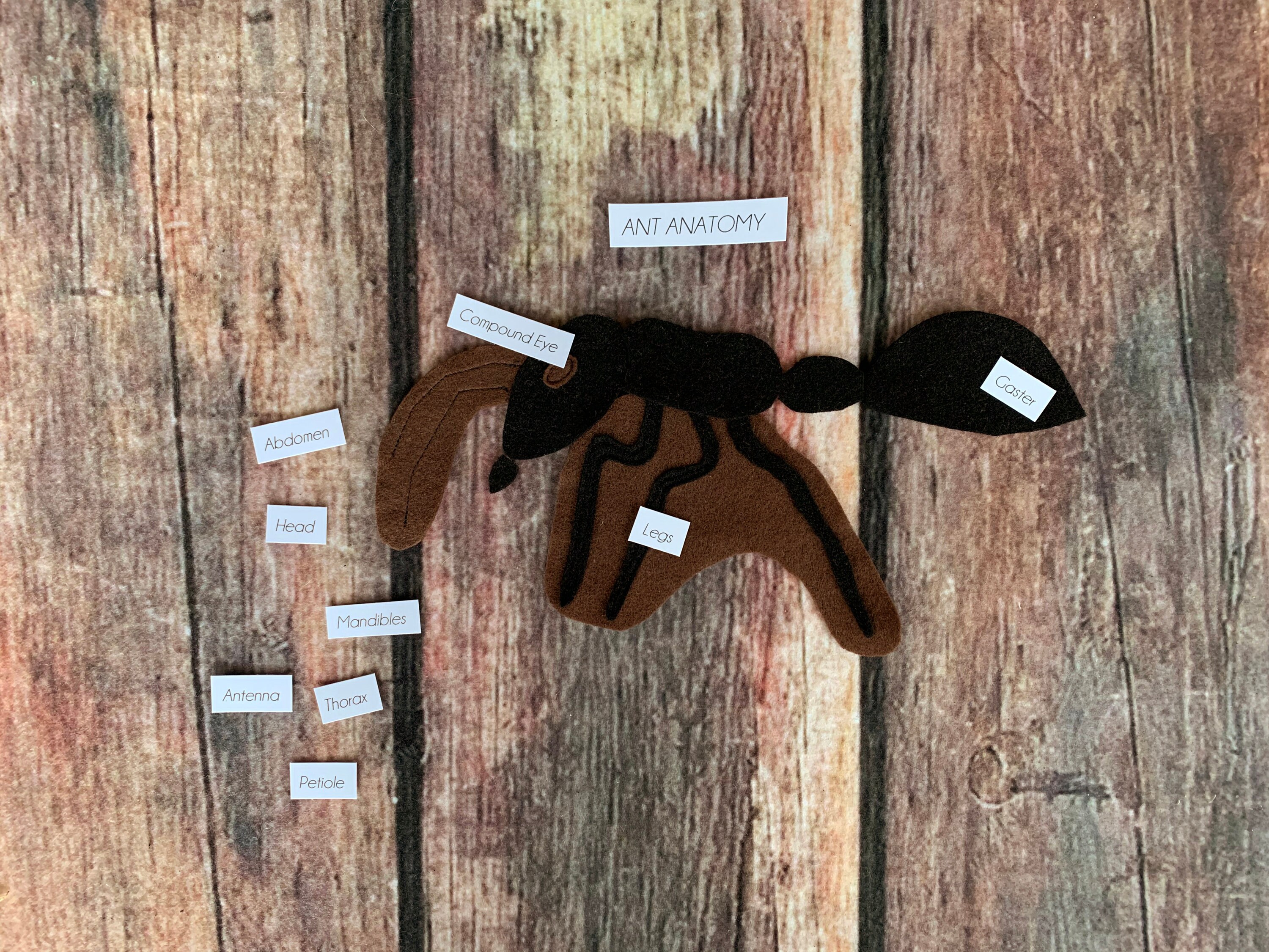 Ant Anatomy, Ant Puzzle Set, Minibeast Study, Charlotte Mason ...