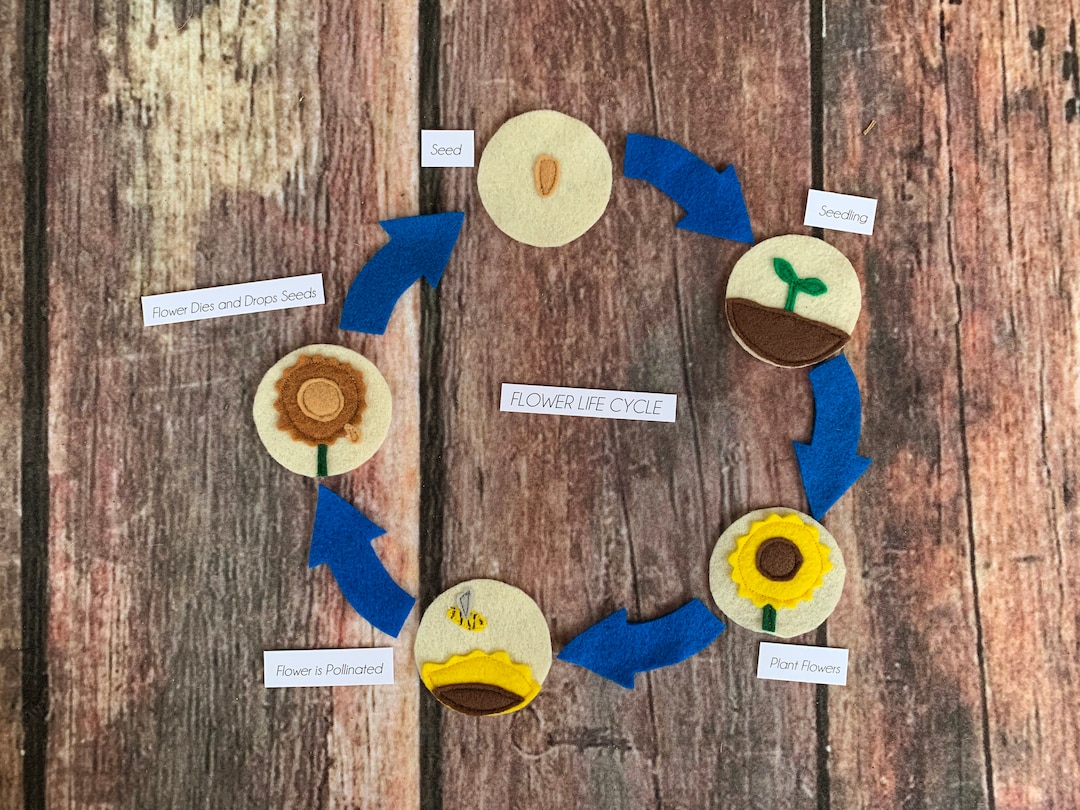 Ciclo de vida de las flores, estudio de la naturaleza, charlotte mason ...